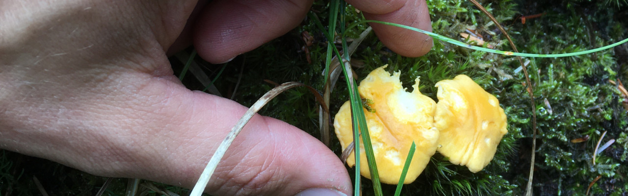 Kantareller | smagforlivet.dk